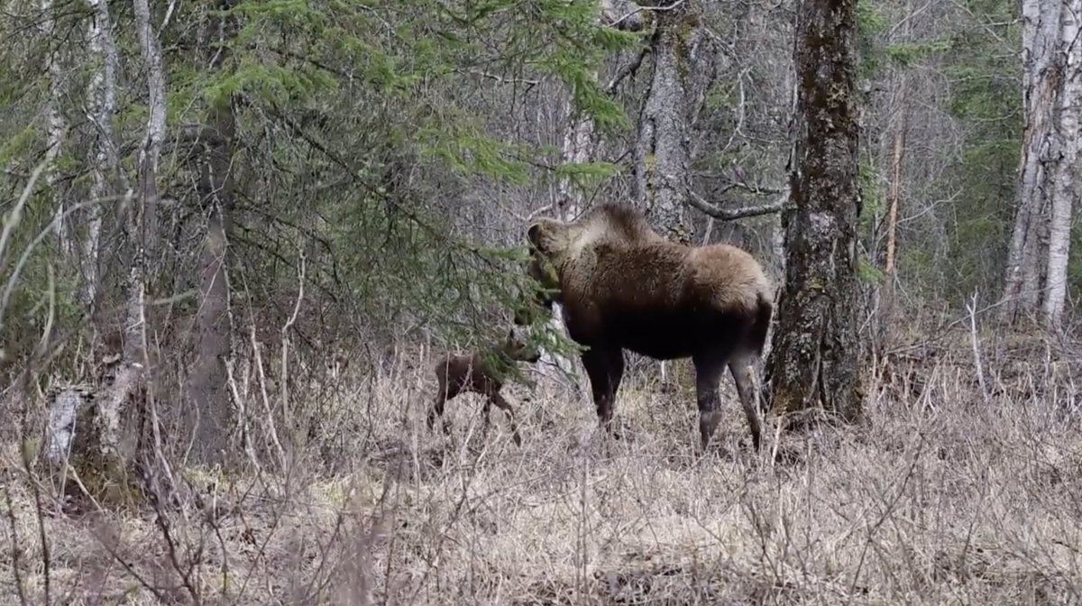 VIDEO: Huge Mother Moose Defends Twin Calves From ‘Very Hungry’ Black ...