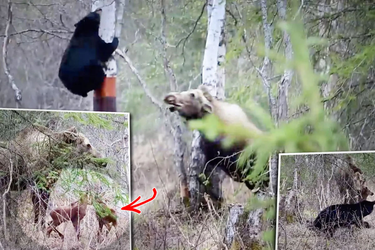 VIDEO: Huge Mother Moose Defends Twin Calves From ‘Very Hungry’ Black ...