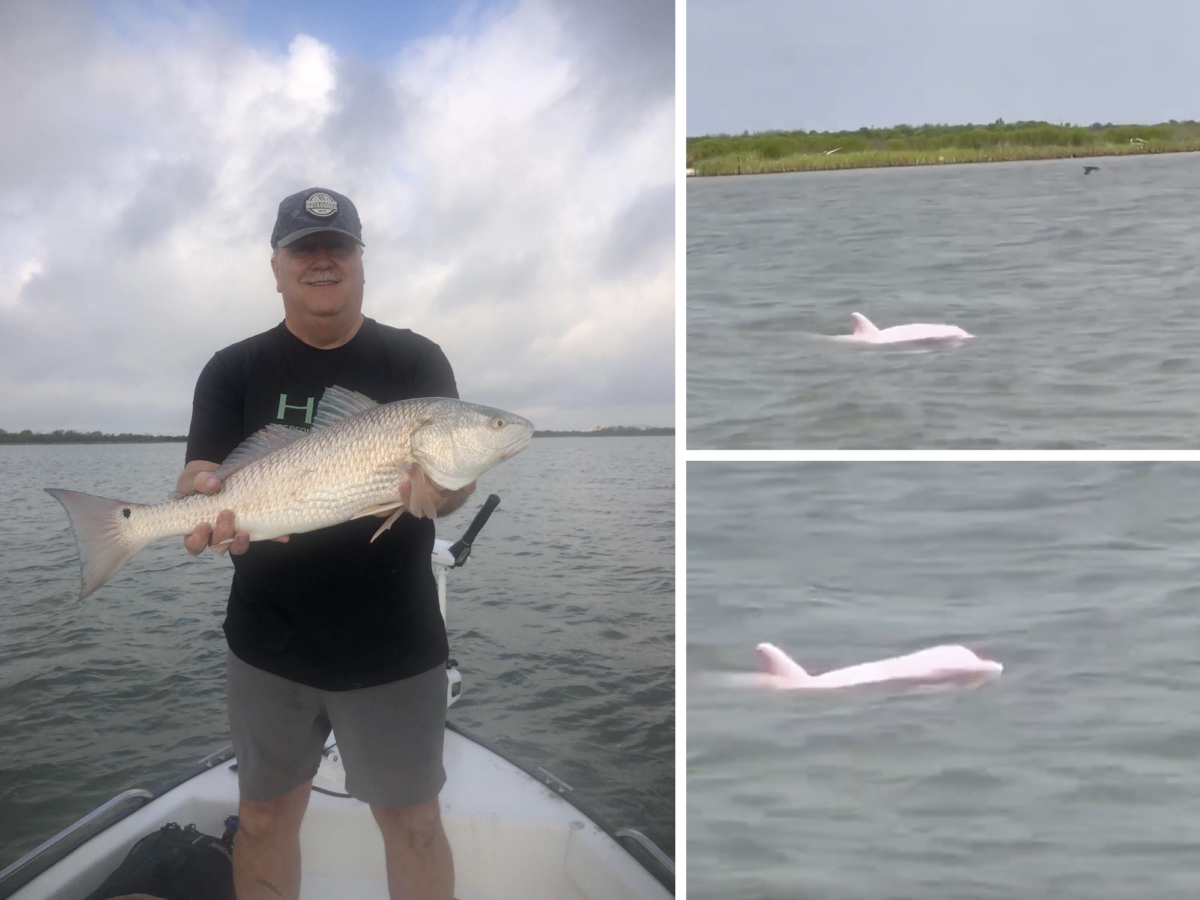 Texas Fisherman Spots Rare Pink Dolphin Near Gulf of Mexico—And Has ...