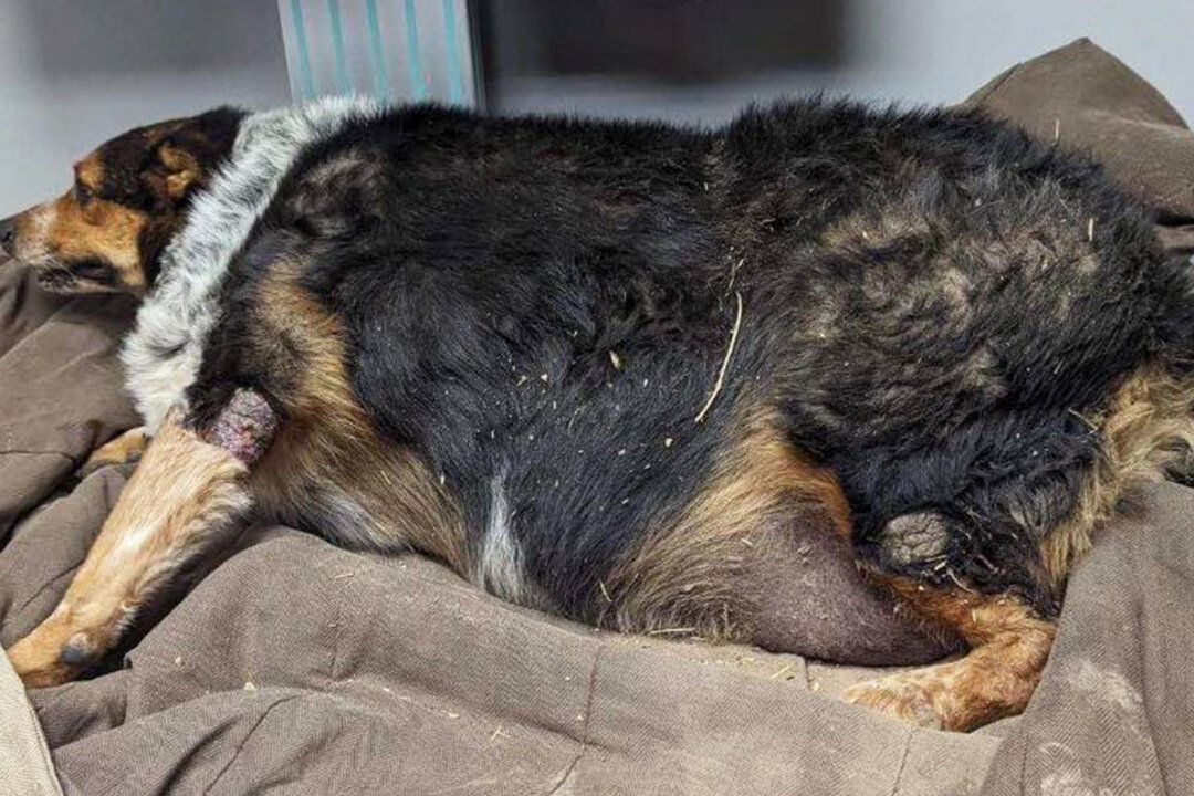 Video: 130-Pound Dog Saved From Euthanasia Undergoes Incredible Weight ...