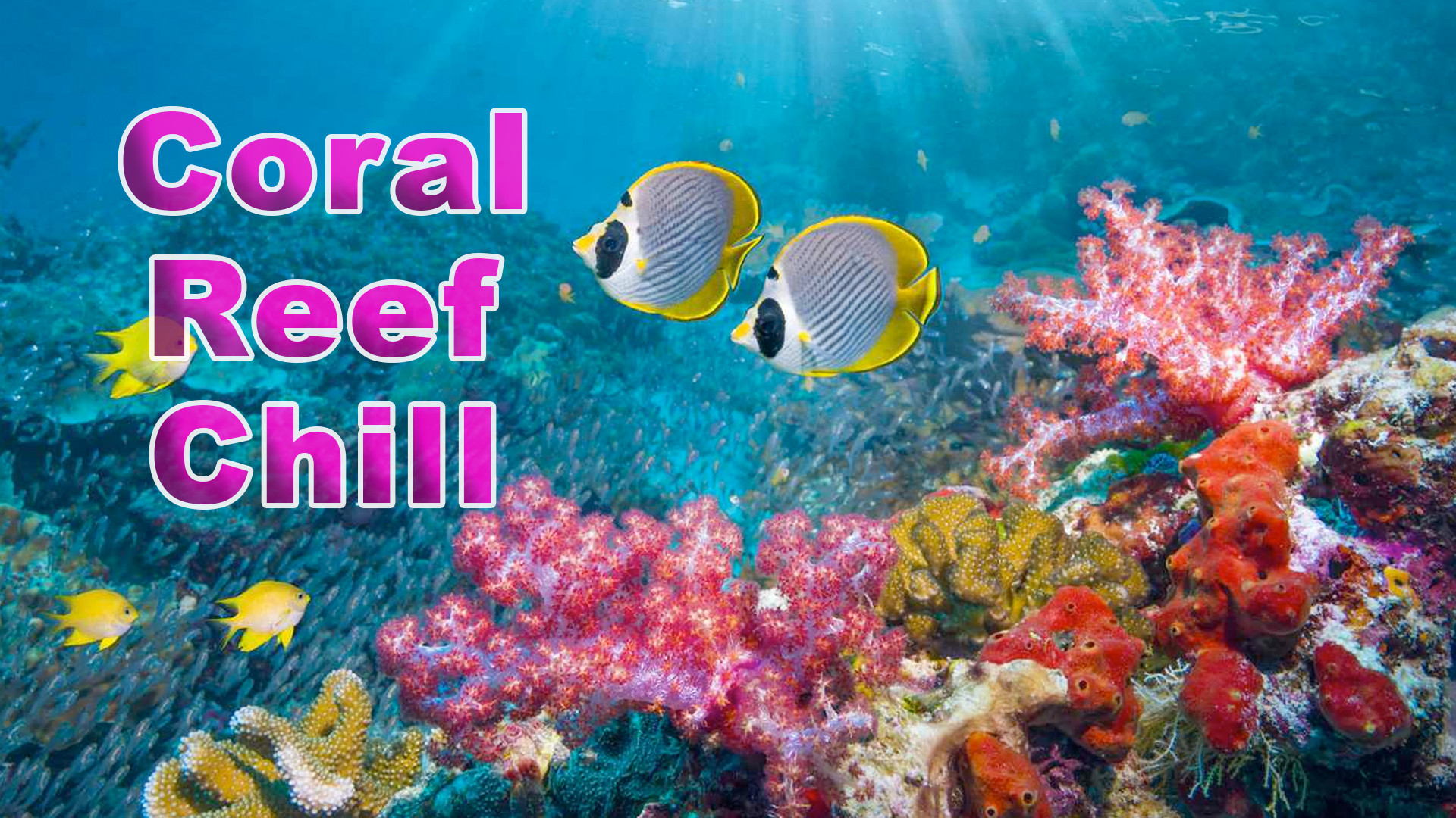 Coral Reef Chill | EpochTV