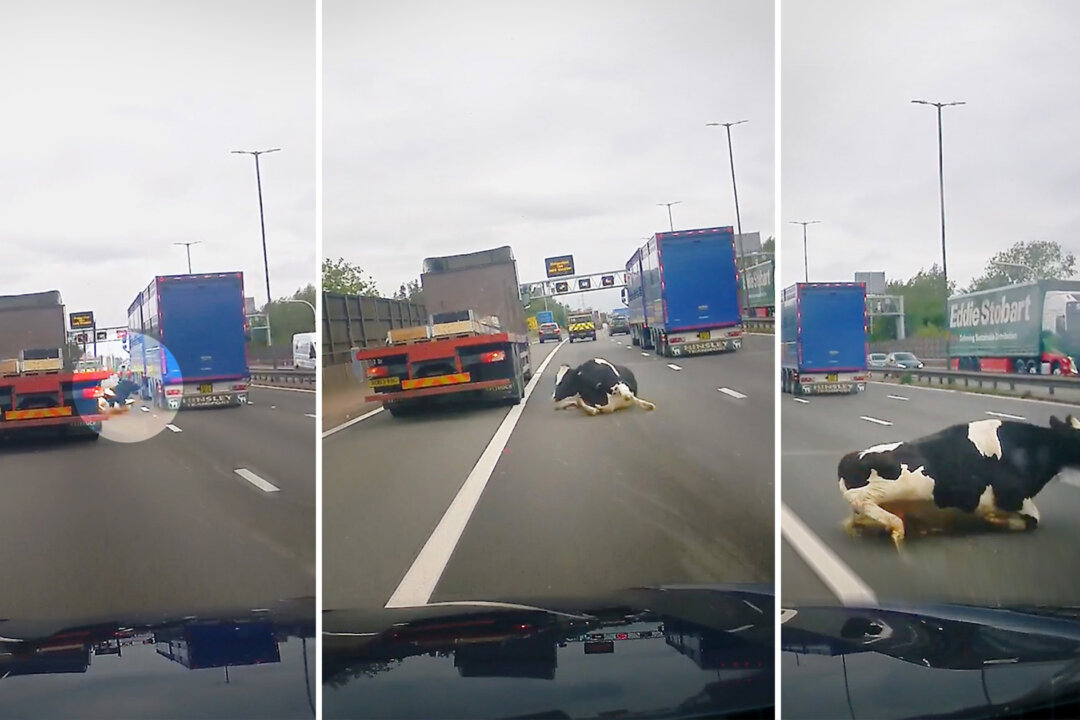VIDEO: Motorist Shocked as Cow Falls From Trailer on Busy Motorway ...
