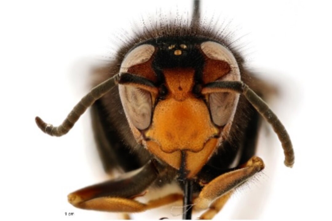 Invasive Yellow-Legged Hornet Discovered in US for First Time | The ...