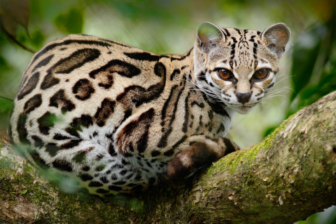 The Fascinating Beauty of an Animal Often Misidentified as a Leopard: A ...