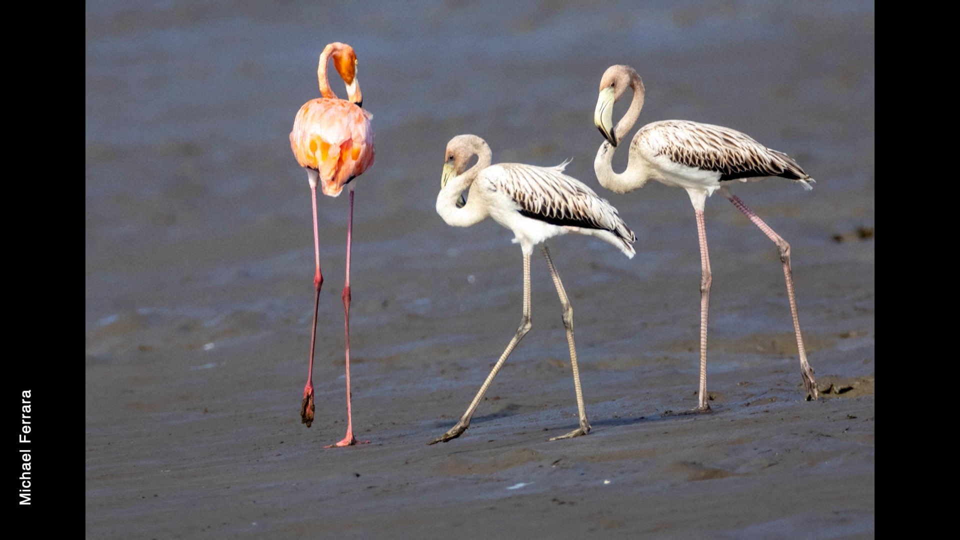 Flamingos Make Rare Visit in Texas After Being Blown In by Hurricane ...