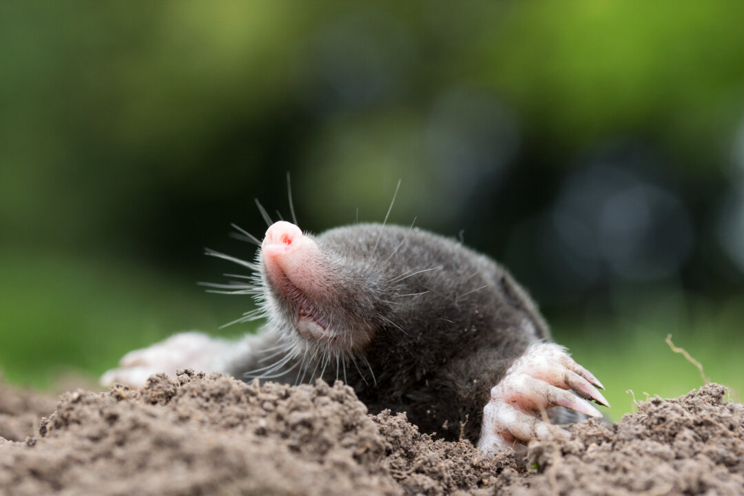 How to Safely Get Rid of Moles | The Epoch Times