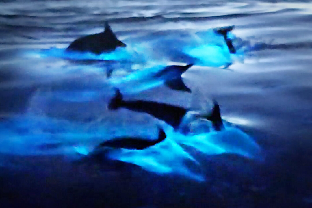 VIDEO: Magical Moment California Dolphins Glow Blue in Bioluminescent Waters | The Epoch Times