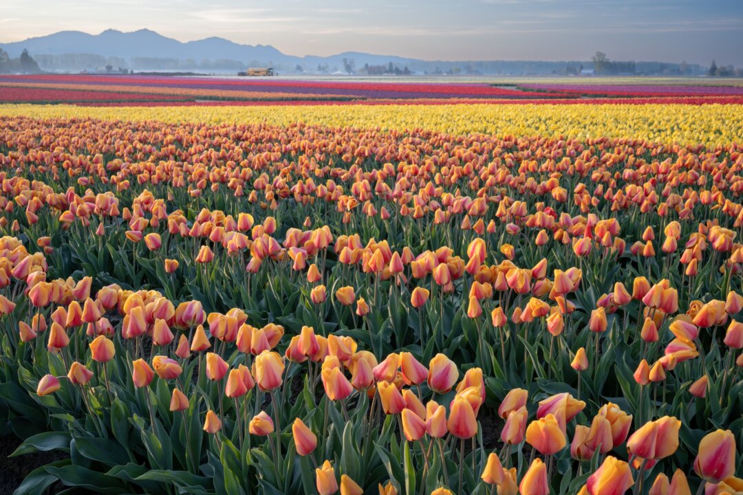 How to Plant Tulips for the Most Beautiful Blooms, According to America ...