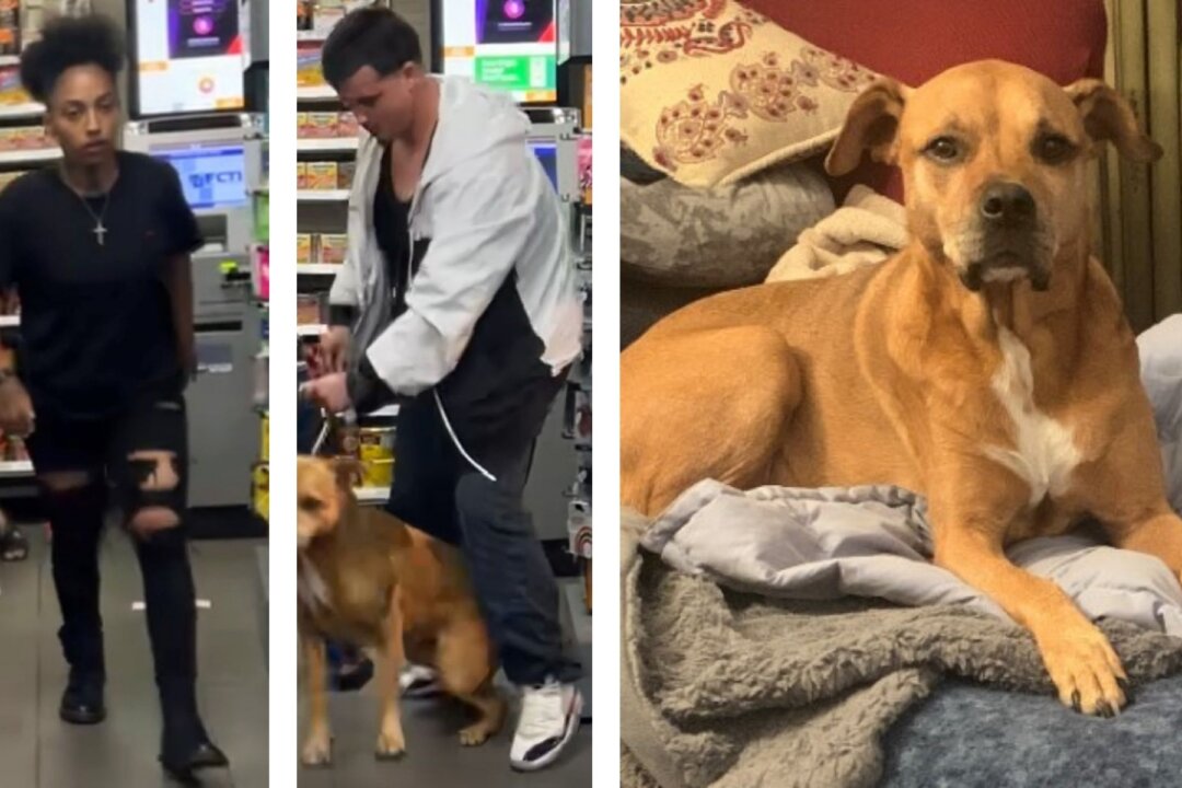 Dog Reunites With Owner After Being Stolen in North Hollywood 7-Eleven ...