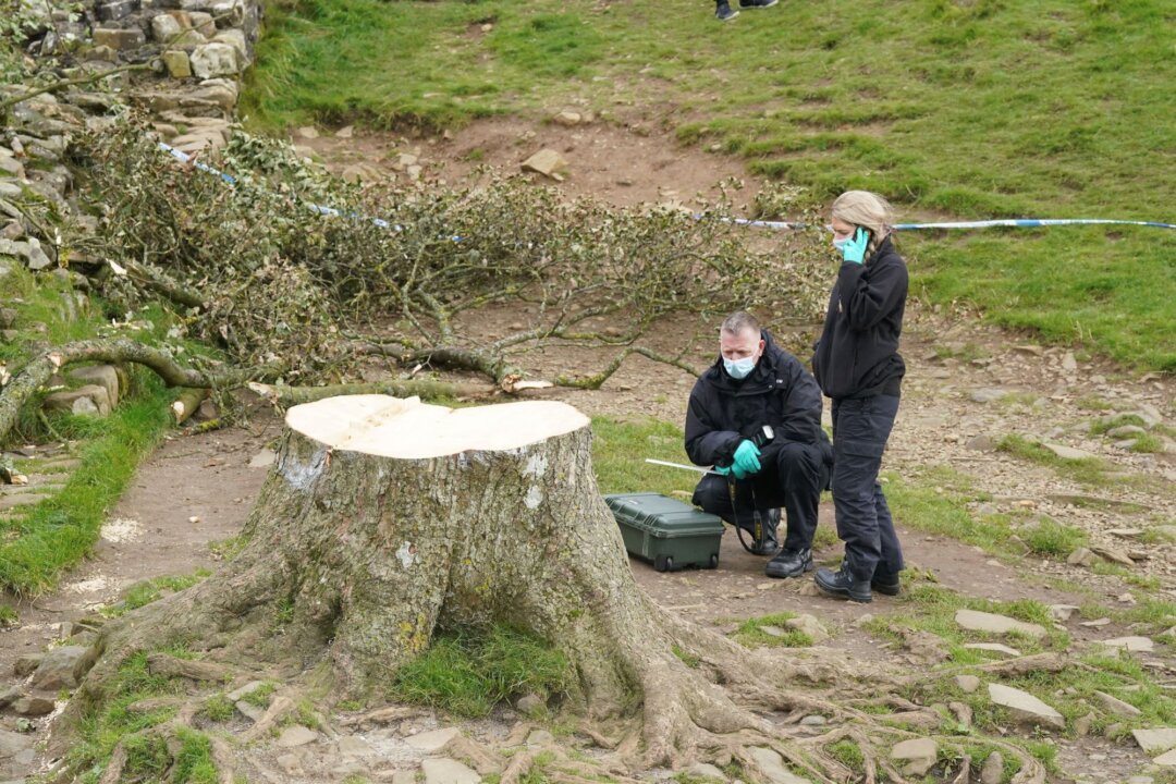 Two Former Friends Found Guilty of Cutting Down World-Famous Sycamore ...