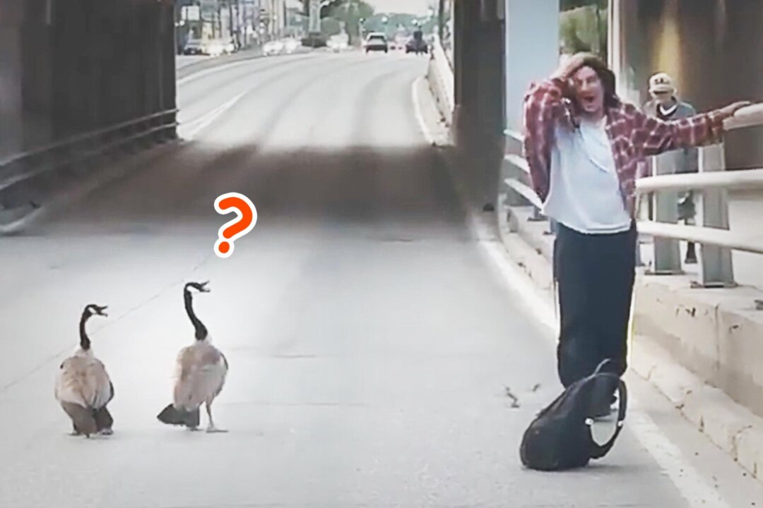 Funny Video of Man Trying to Move ‘Stubborn’ Geese Family Off Road to ...