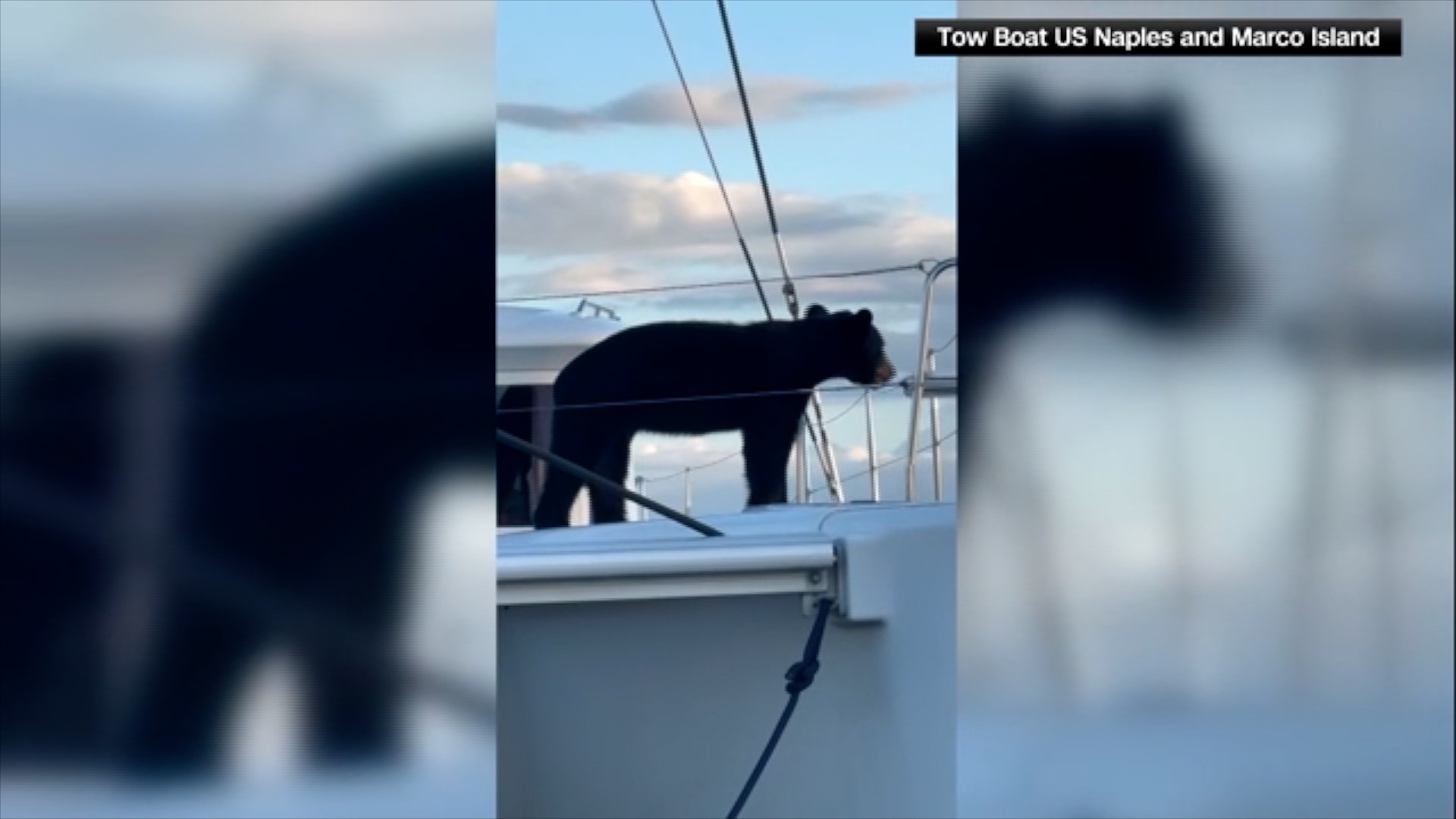 Video: Bear Spotted in Florida Marina Hanging Out on Docked Boat | EpochTV
