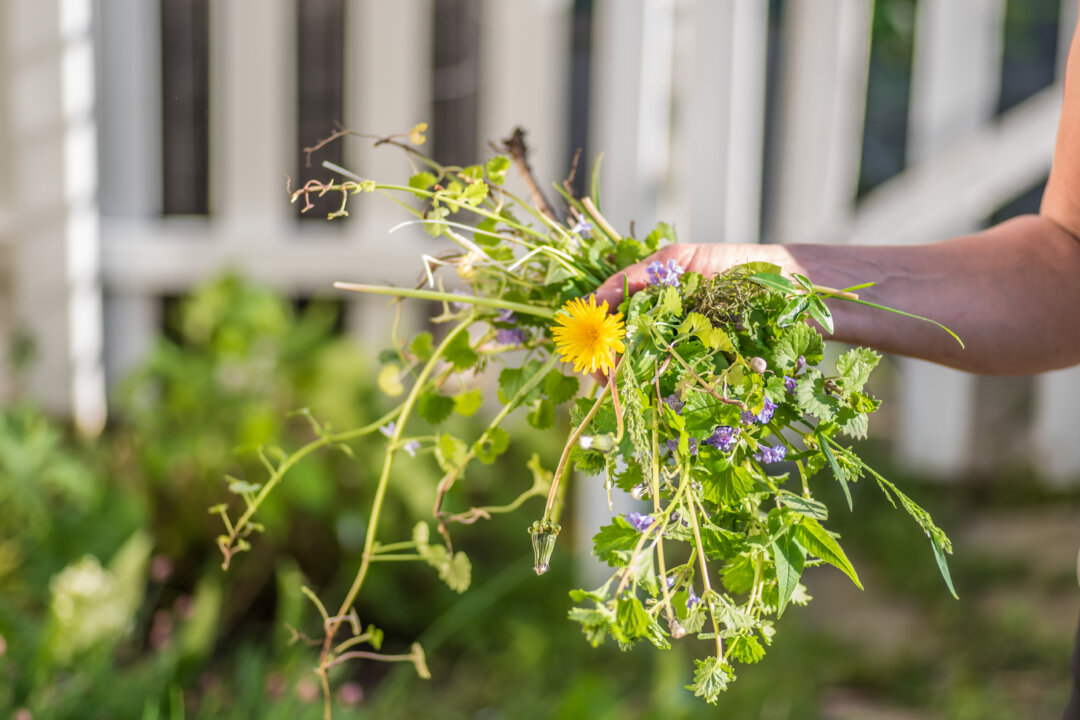How to Get Rid of the Lawn Invader Known as Creeping Charlie | The ...