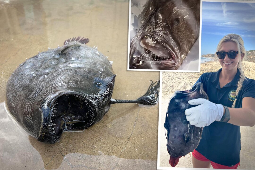 Horrifying Deep-Sea Fish Found on SoCal Beach (Again) in Time for ...