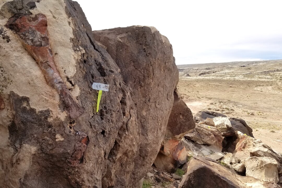 Dinosaur Bone Poaching a Multimillion Dollar Problem in Utah | The ...