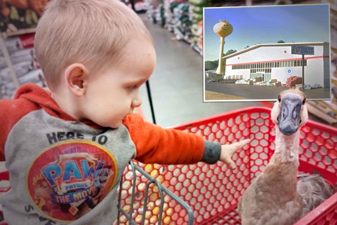 Family Takes Adorable Pet Goose to Store, Riding in Shopping Cart: ‘She ...