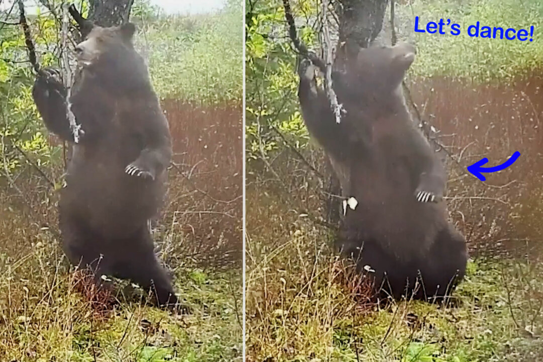 Hilarious Video: Wildlife Camera Captures Bear ‘Dancing’ in a Forest ...
