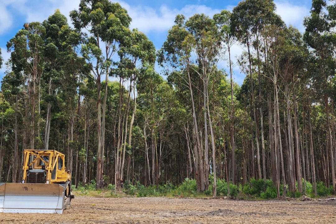Judge Orders Logging Suspension in Tasmania Amid Legal Challenge | The ...