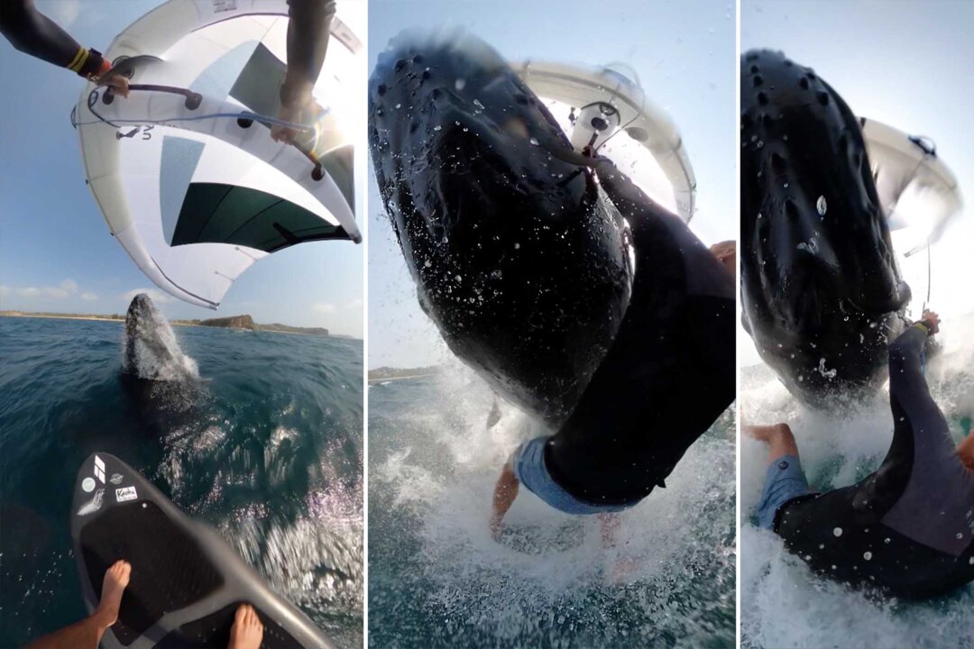 Surfer Captures Ultra-Rare Moment He Collides With Breaching Whale—And ...