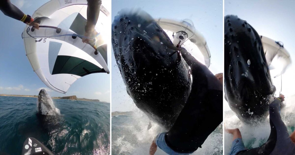 Surfer Captures Ultra-Rare Moment He Collides With Breaching Whale—And ...
