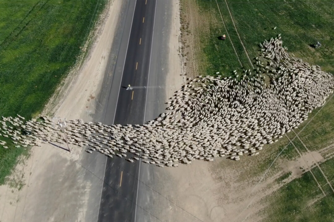 Mesmerizing Drone Footage Captures Flock of Sheep Crossing the Road in Washington | The Epoch Times