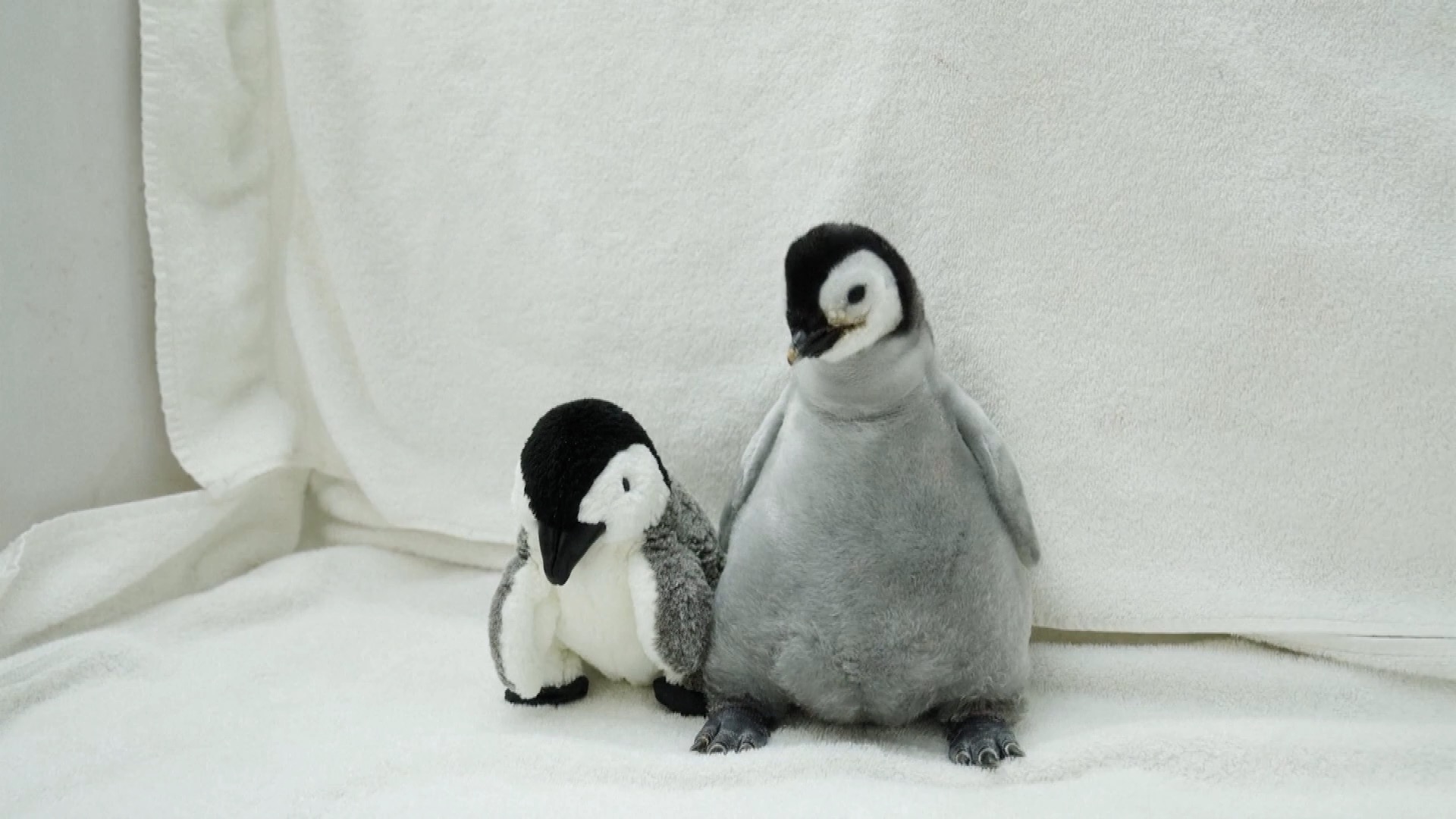Emperor Penguin Chick at San Diego SeaWorld Named ‘Pearl’ by Public ...