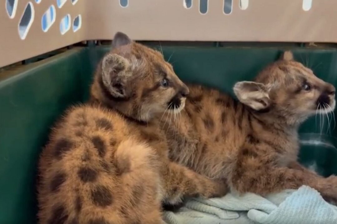 Orphaned Mountain Lion Cubs Rescued by Oakland Zoo | EpochTV