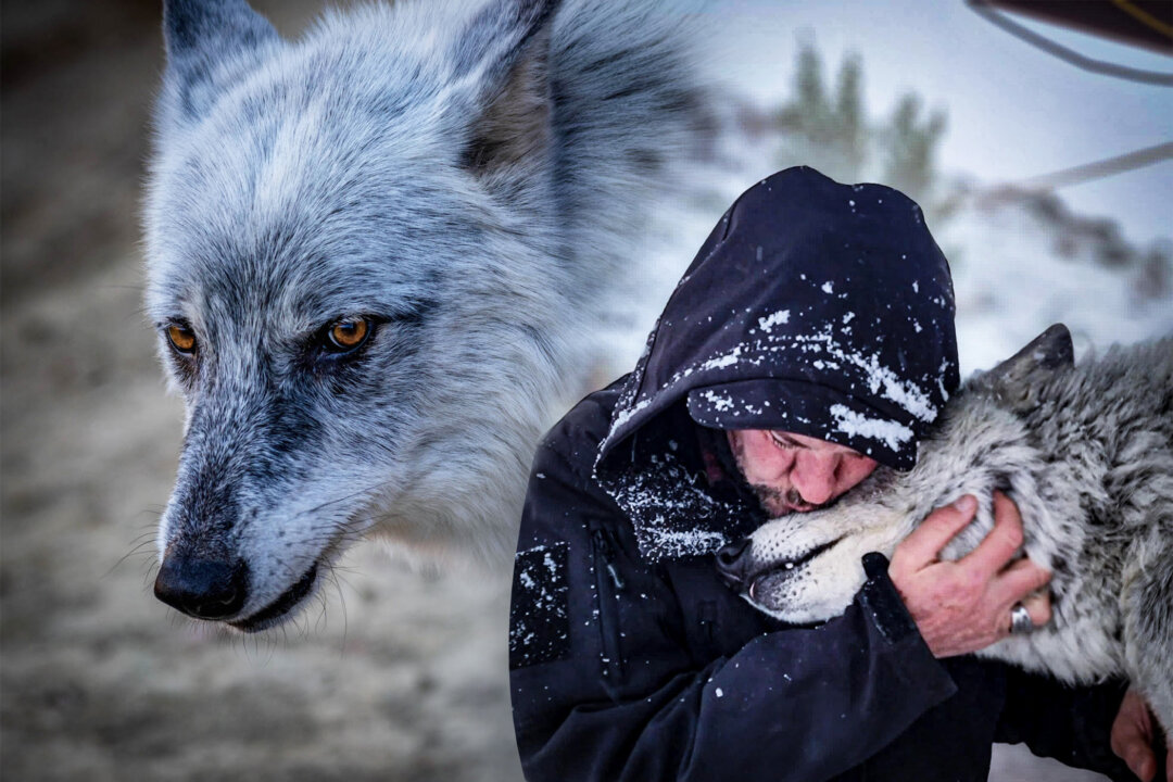 Man Who Rescued Dumpster Diving Runaway Wolf From Euthanasia Shares an ...