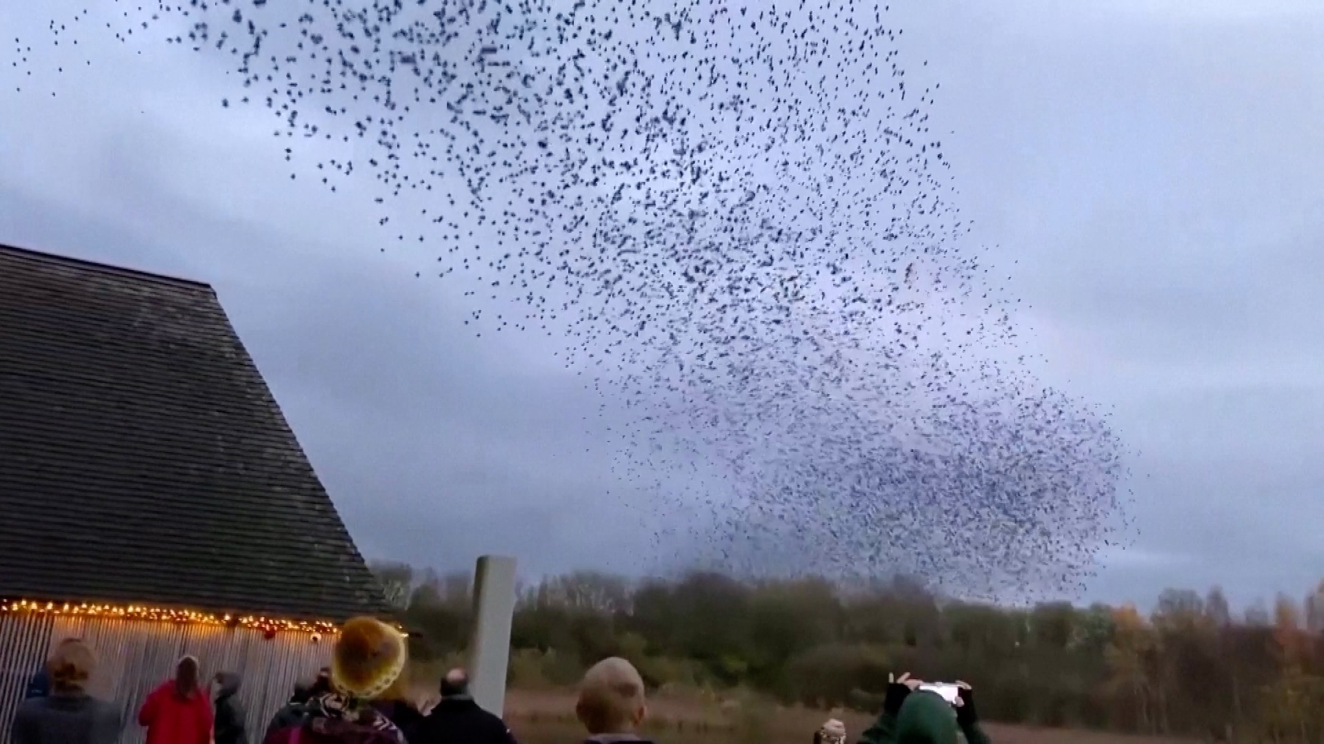 Stunning Starling Murmuration Captured Over UK Nature Reserve | EpochTV
