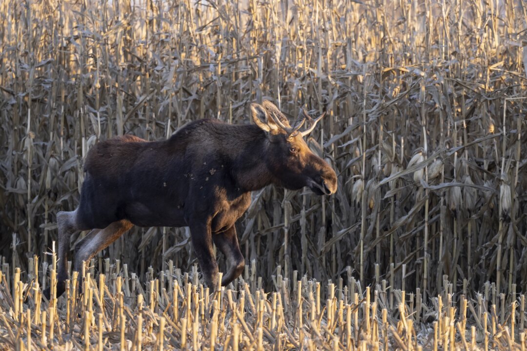 The Journey of Minnesota’s Rutt the Moose Is Tracked by a Herd of Fans ...