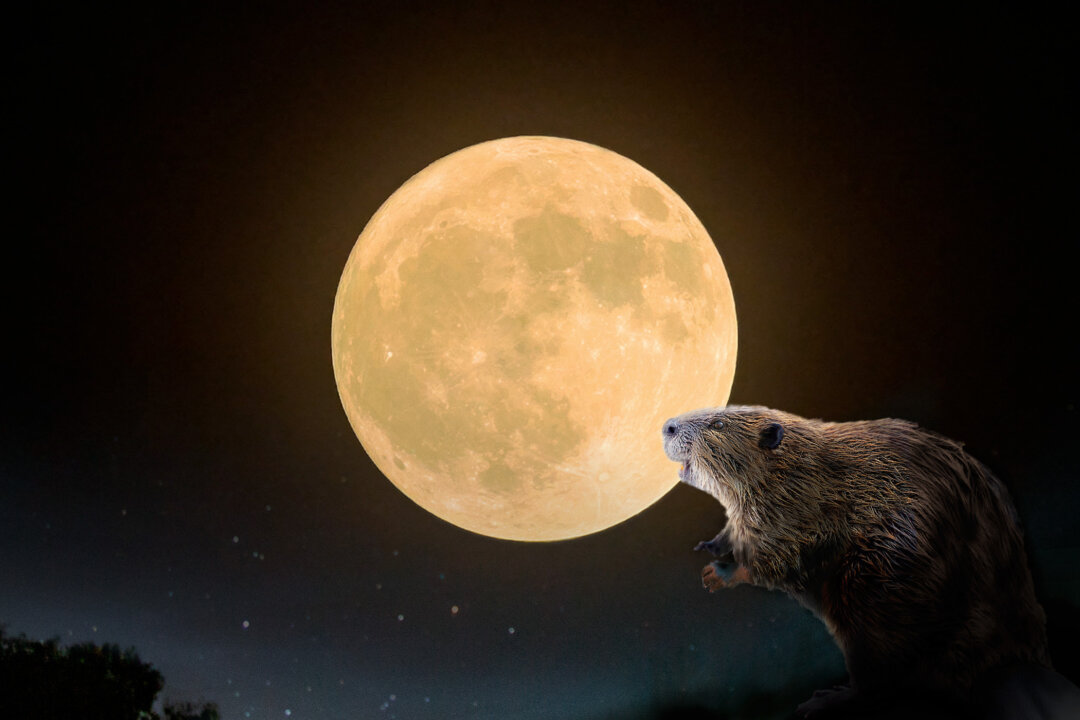 Full ‘Beaver Moon’ About to Grace the Night Sky Late November—Here’s ...