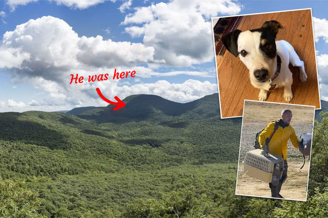 Loyal Dog Who Spent 10 Weeks Guarding Fallen Hiker’s Body Is Reunited ...