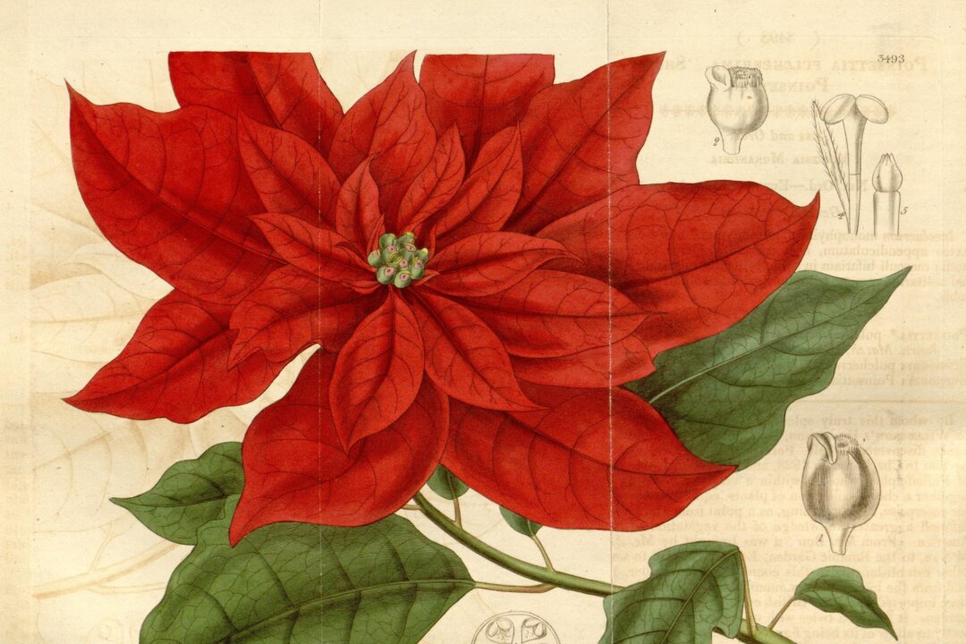 I’ve Bought Thousands of Poinsettias—Then I Learned the Plant’s Wild ...