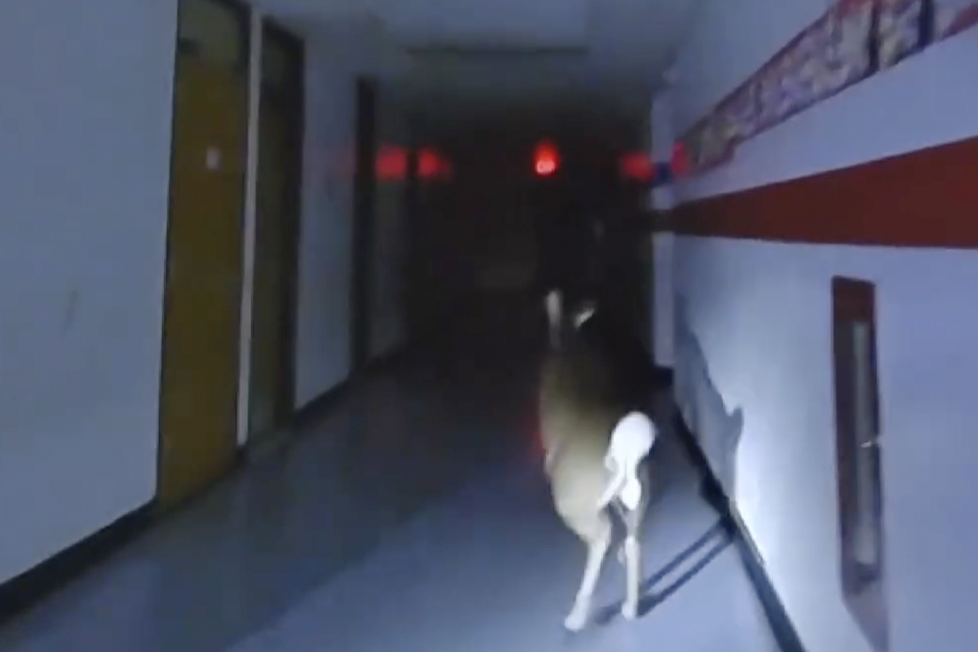 Deer Breaks Into New Jersey Elementary School | EpochTV