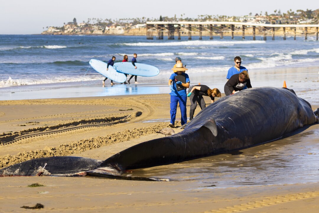 52-Foot-Long Dead Fin Whale Washes up on San Diego Beach; Cause of Death Unclear | The Epoch Times