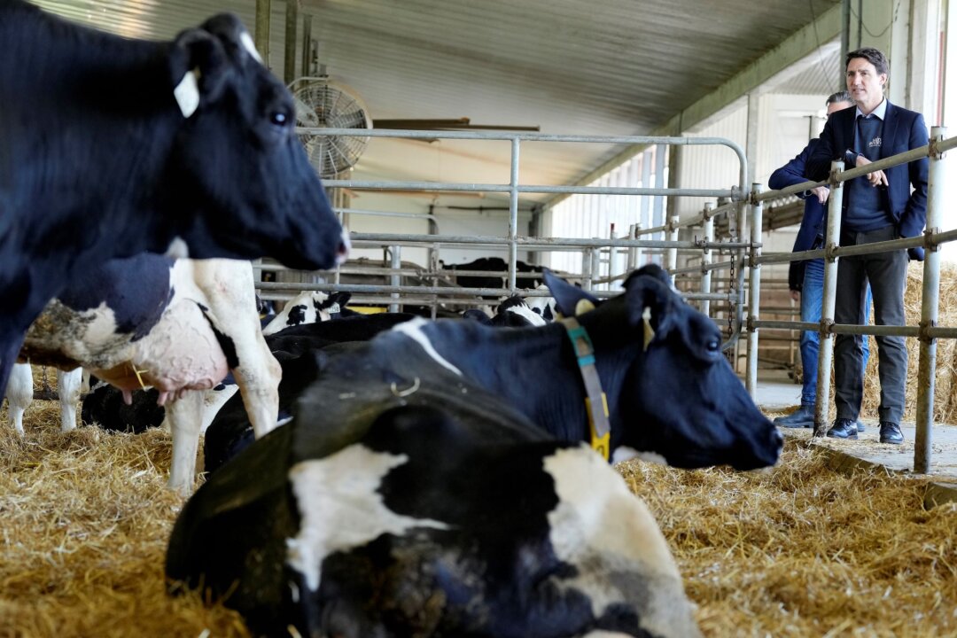 Anthony Furey: Feds Are Creating Emissions Trading Credits for Cow ...