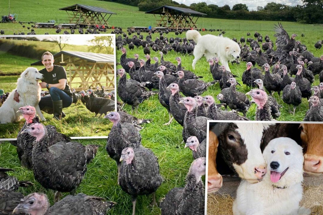 110-Pound Dog Was ‘In With the Birds’ Since Puppyhood—Now Protects ...