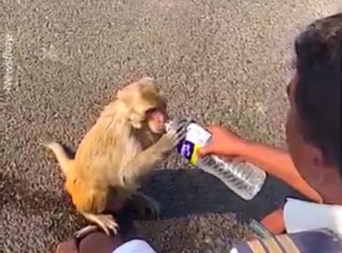 Kind Cop Gives Water to Thirsty Monkey in Western India | EpochTV