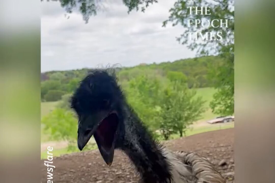 Picky Emu Rejects Healthy Food, Shakes Head in Disgust | The Epoch Times