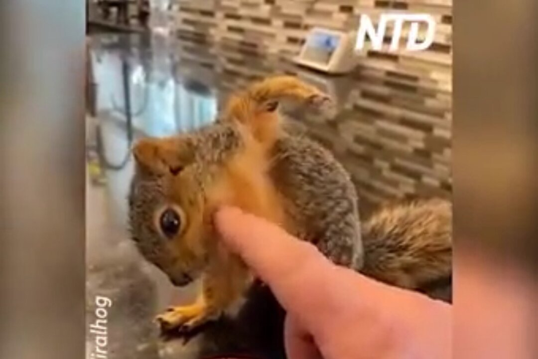 This Baby Squirrel Loves Getting Scratched! | EpochTV