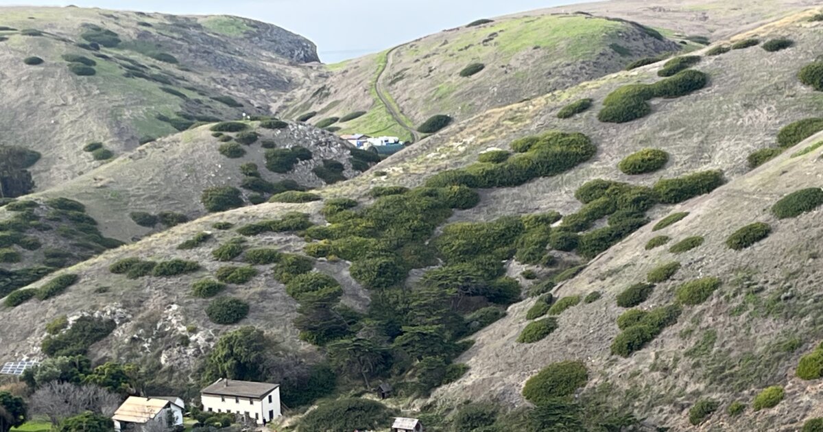 Remnants of a Remote Ranch: Thousands of Sheep Once Roamed Islands Now ...