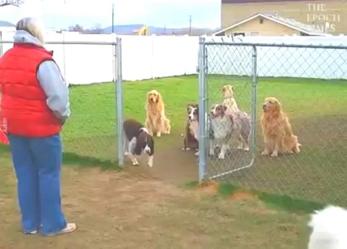 Dogs Wait Patiently For Names to Be Called | EpochTV