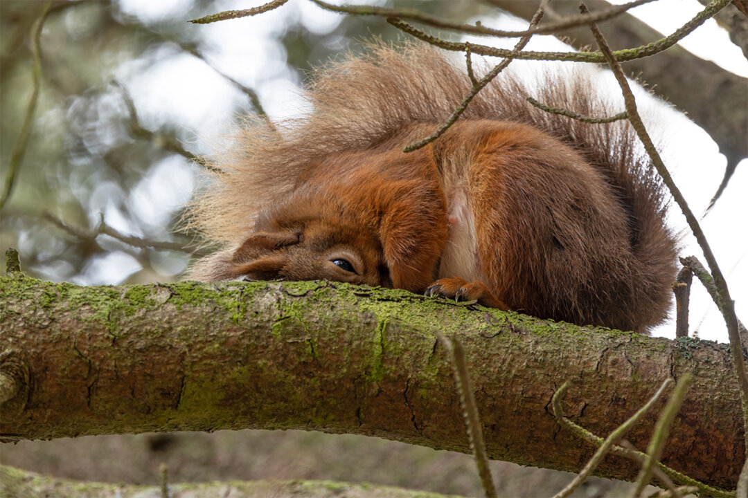 Self-Taught Photographer Captures Squirrel Going Into a ‘Food Coma ...