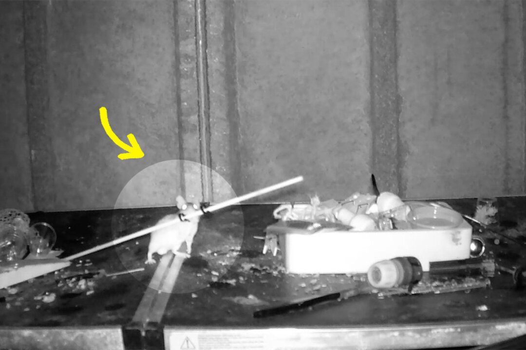 Amusing Video Captures ‘Welsh Tidy Mouse’ Cleaning Pensioner’s Shed ...