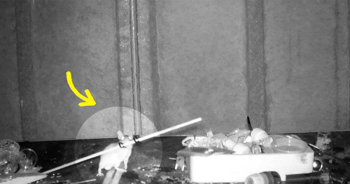 Amusing Video Captures ‘Welsh Tidy Mouse’ Cleaning Pensioner’s Shed ...