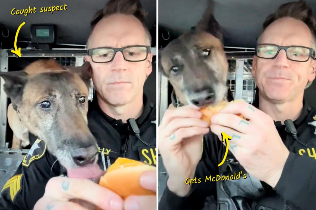 VIDEO: Officer and K9 Partner Go Viral Bonding Over Lunch—Sharing ...