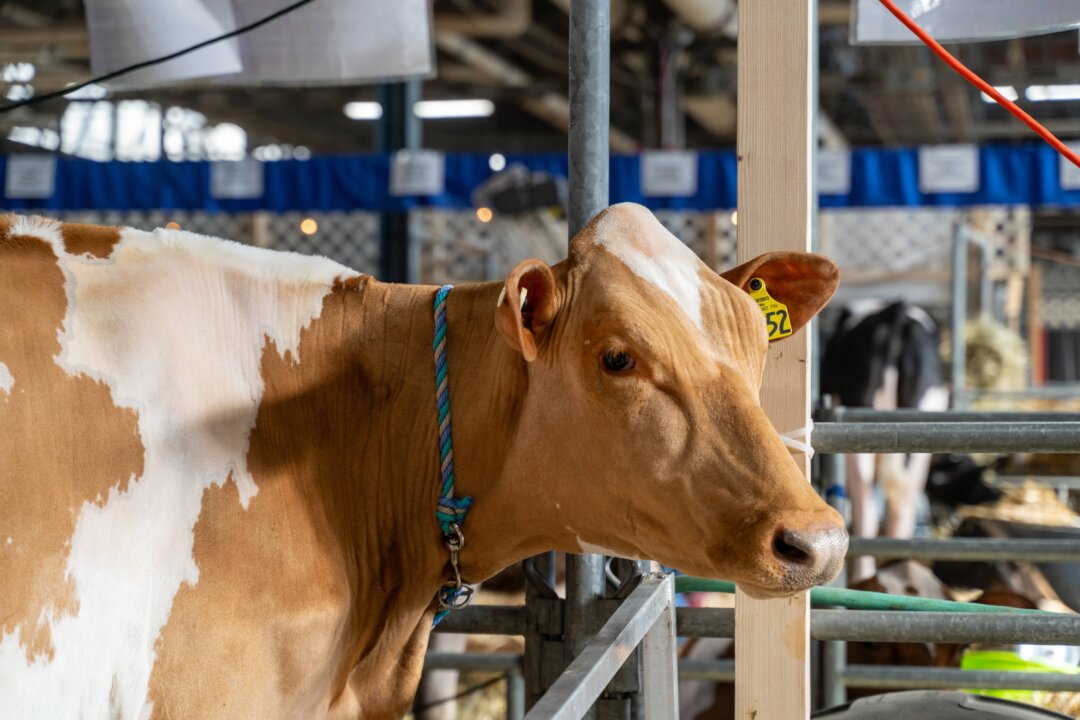 2024 Pennsylvania Farm Show | The Epoch Times