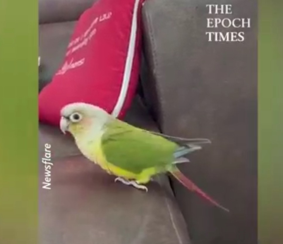 Adorable Parrot Shows Off Dance Moves, Vocal Talents | EpochTV