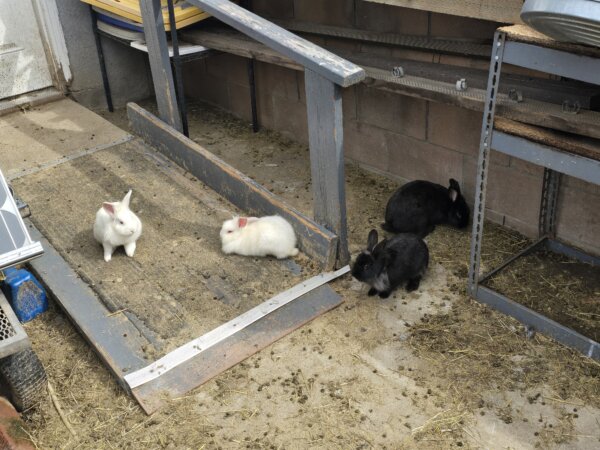 100 Rabbits in Need of Foster Homes in Granada Hills After Rescue ...