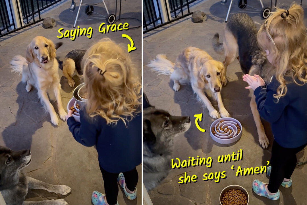 Toddler Goes Viral for Telling Dogs to ‘Say Grace’ Before Meal—But ...